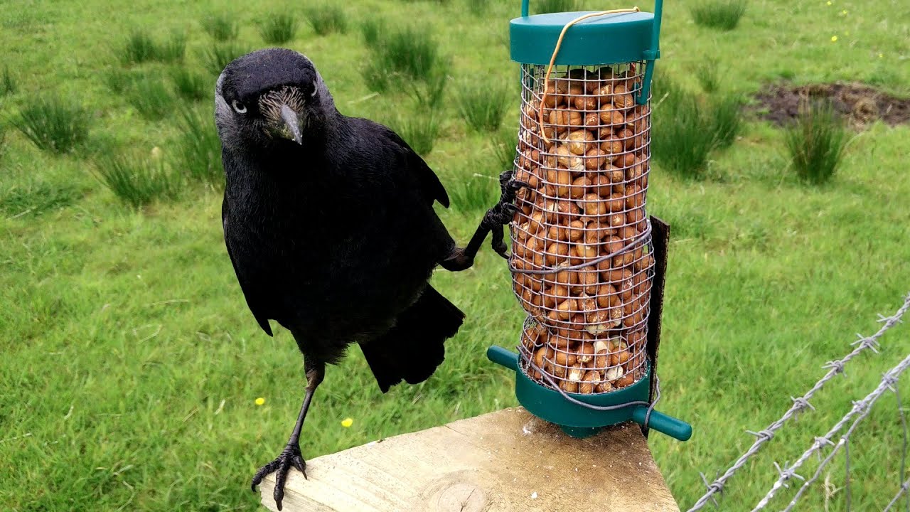 How to Keep Crows Away: 7 Kind but Clever Ways to Outsmart Them ...