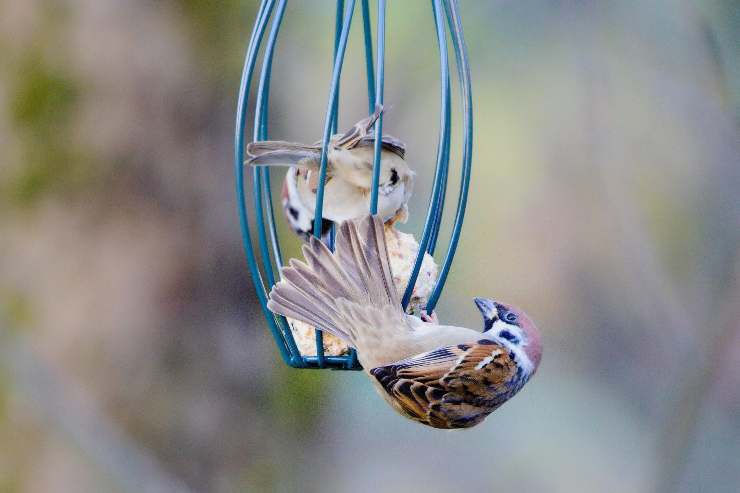 How to Get Rid of Sparrows (Without Giving Up on Your Backyard Birds ...