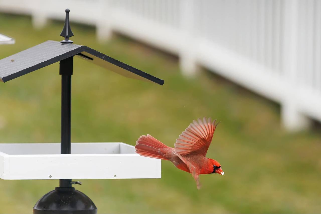 How to Attract Cardinals to Your Yard: Everything you need to know ...