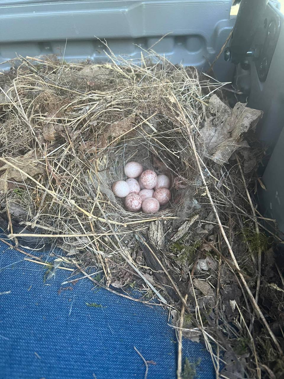 How to Get Rid of Sparrows (Without Giving Up on Your Backyard Birds ...