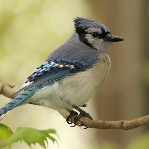 Your 15-Page Blueprint to Blue Jays: A Full Guide to Attracting and ...