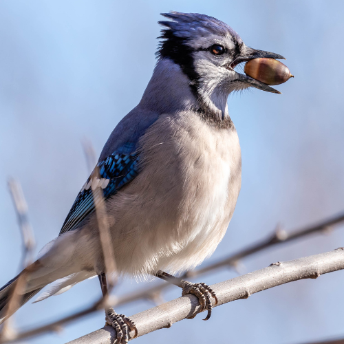 Your 15-Page Blueprint to Blue Jays: A Full Guide to Attracting and ...