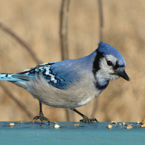 Your 15-Page Blueprint to Blue Jays: A Full Guide to Attracting and ...